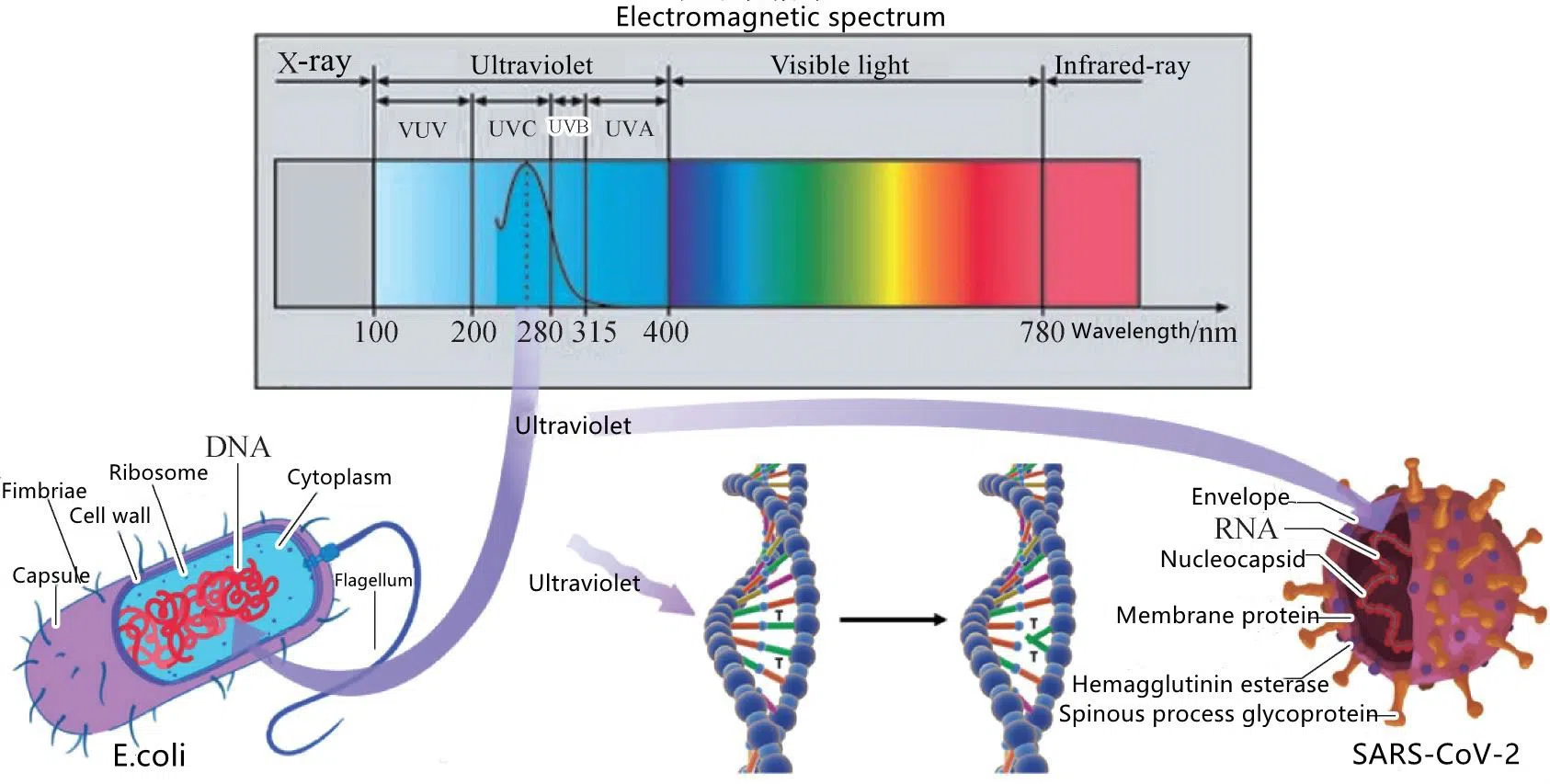 How does a UVC LED work and what are the problems in the development of ...